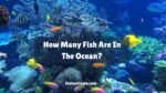 How Many Fish Are In The Ocean: The Right Count Of Aquatic Life ...