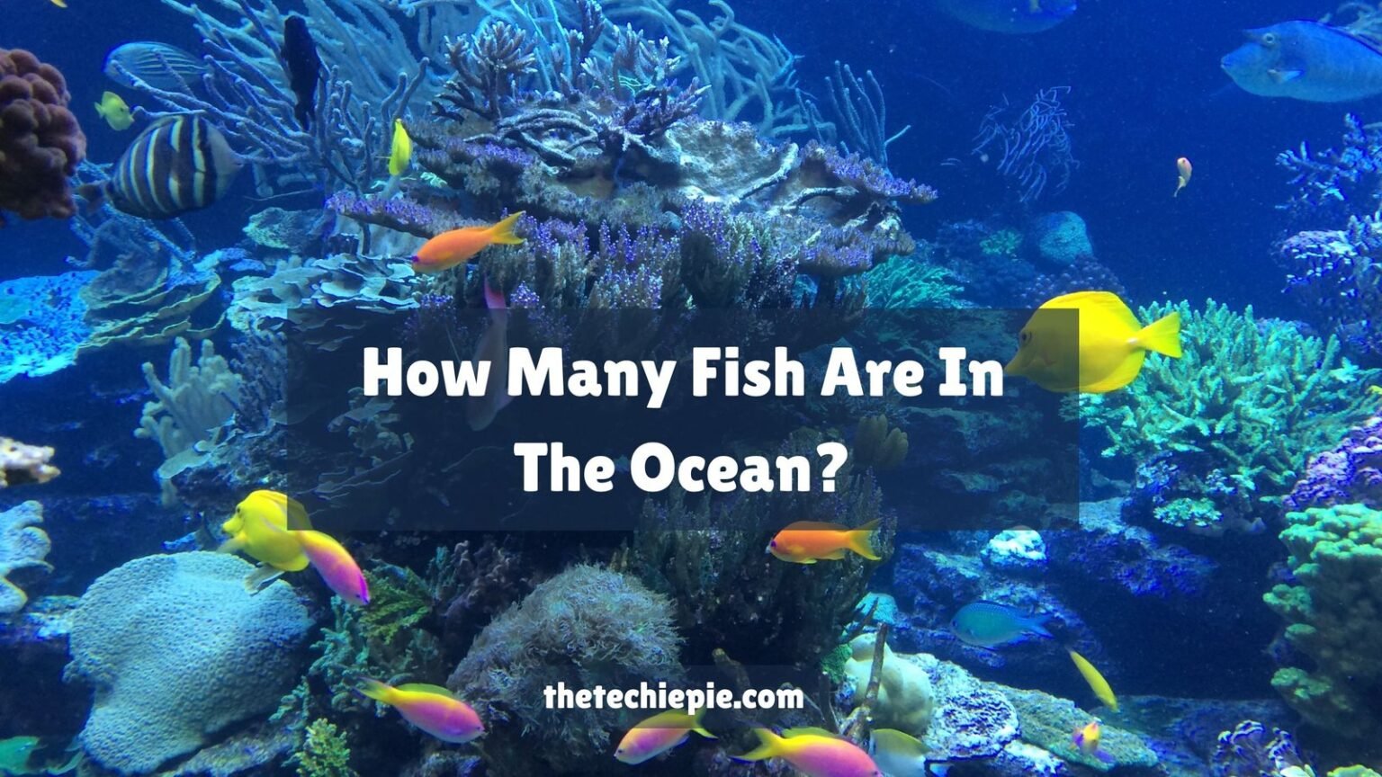How Many Fish Are In The Ocean: The Right Count Of Aquatic Life ...