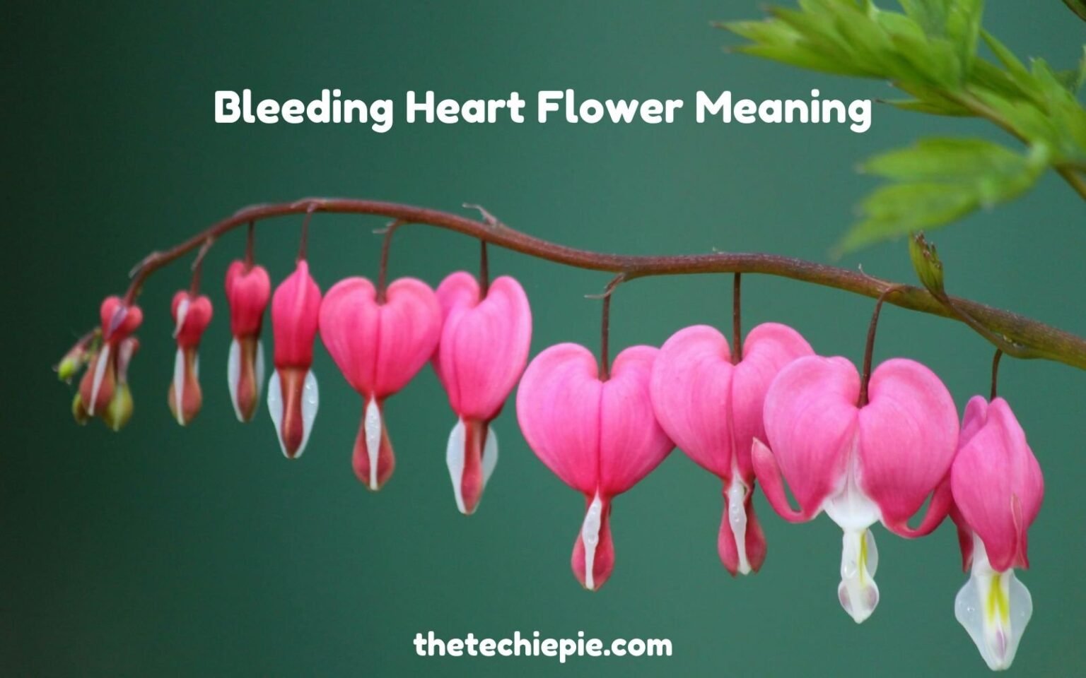 What Is Bleeding Heart Flower Meaning In Cultural, Spiritual ...